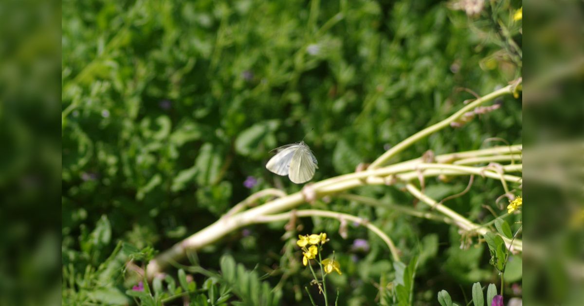 むし画像2022年 - posfie