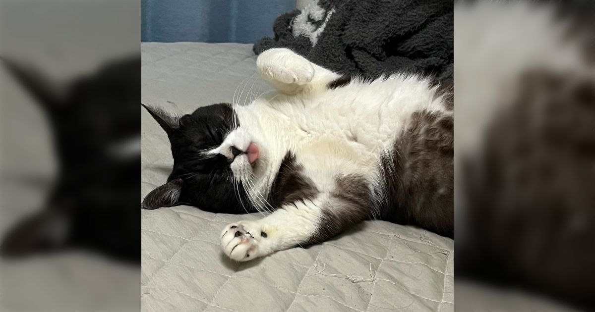 2022/12/3の話題ツイートまとめ - posfie