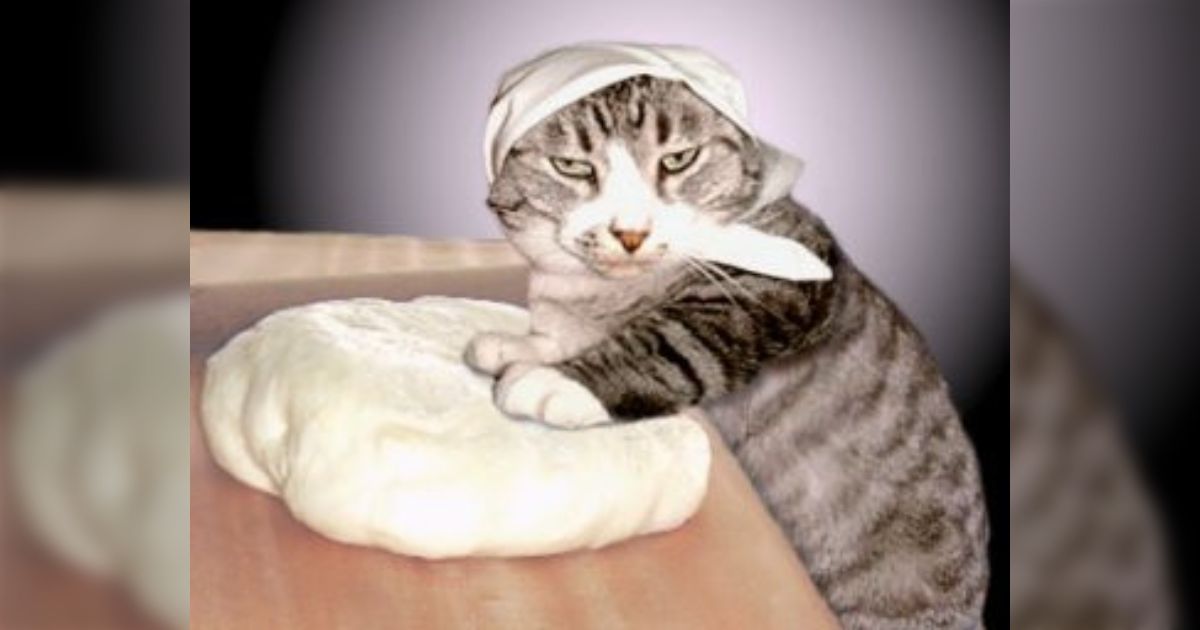 ねこねた - posfie