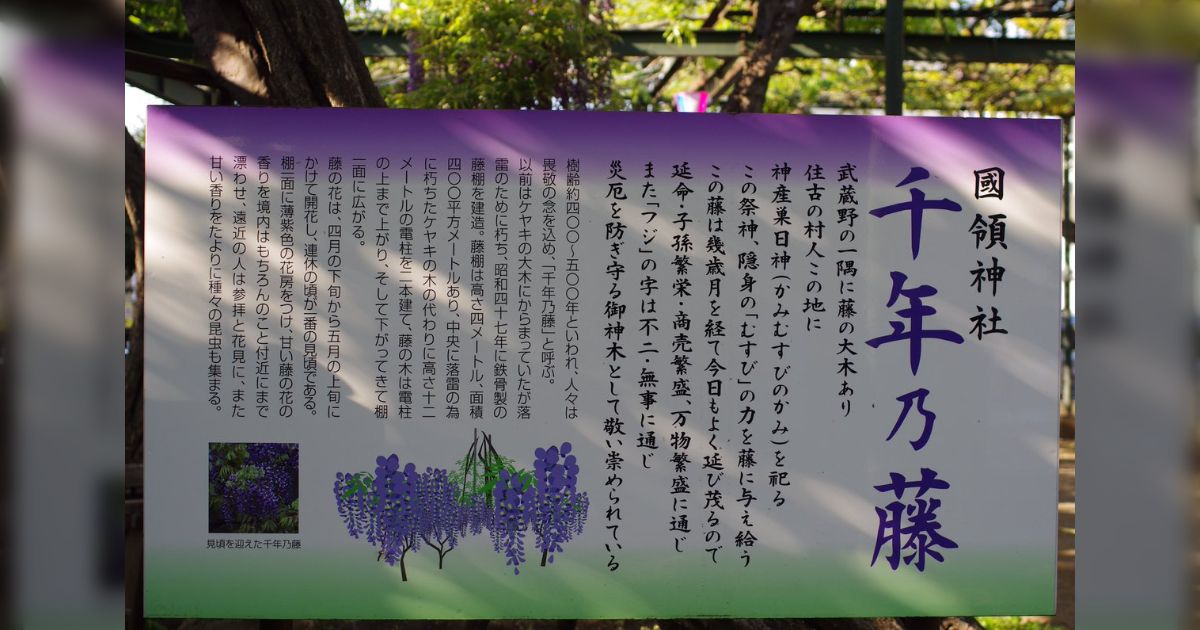 國領神社・千年乃藤(平成28年) - posfie