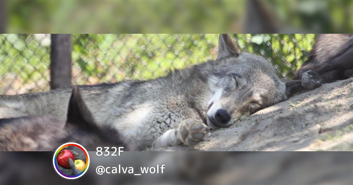 832F(@calva_wolf)のまとめ - posfie