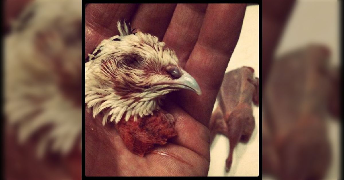 60万フォロワーのチカラ──某イタリアン店主個人への激烈リプライ - posfie