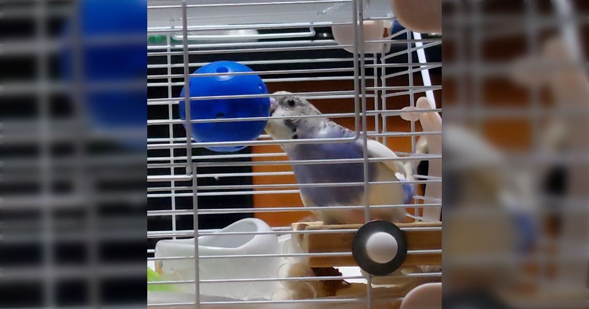 鳥さま 2025年02月分 - posfie