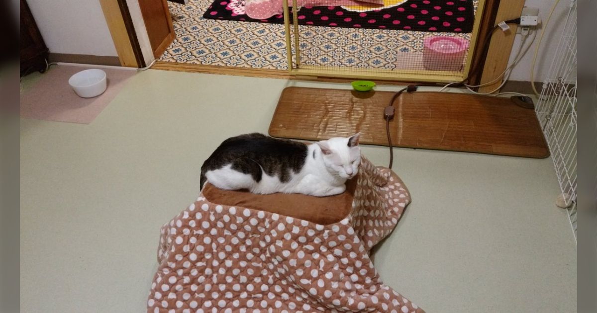 猫カフェまとめ（2017/12/12) - posfie