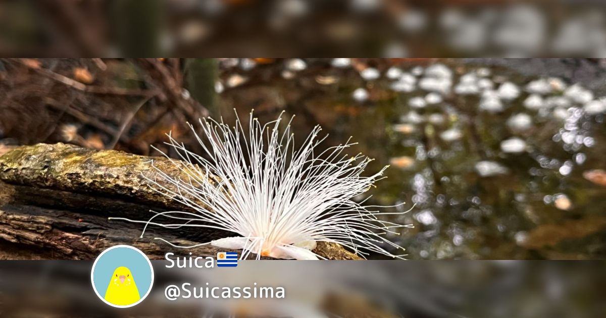 Suica🇺🇾(@Suicassima)のまとめ - posfie