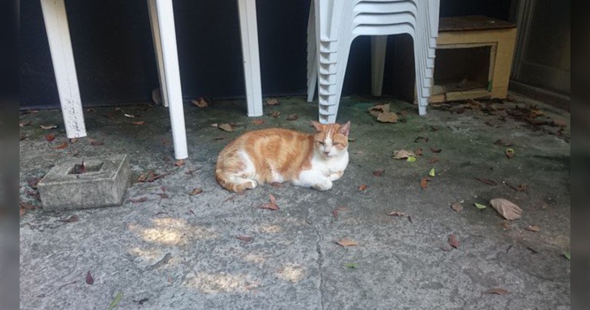 2016年ジャンプ52号感想(『オレゴラッソ』新連載&読切『地球人間テラちゃん』掲載&『レッドスプライト』連載終了号) #WJ52 - posfie