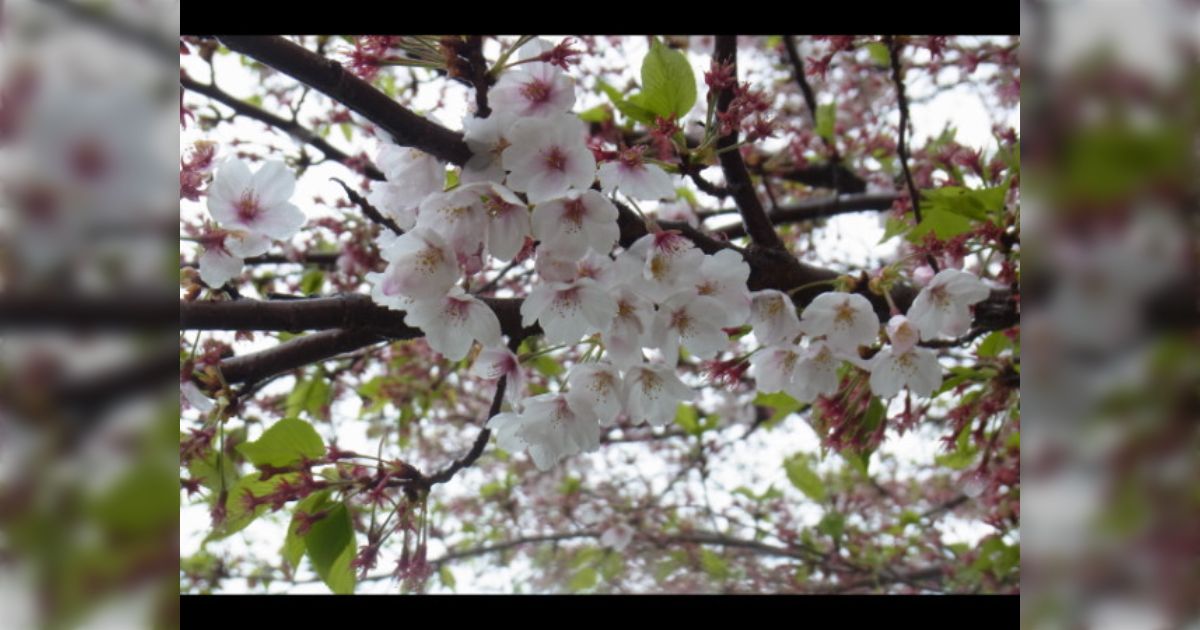 たけはら国際芸術祭 講演会前後のTL - posfie