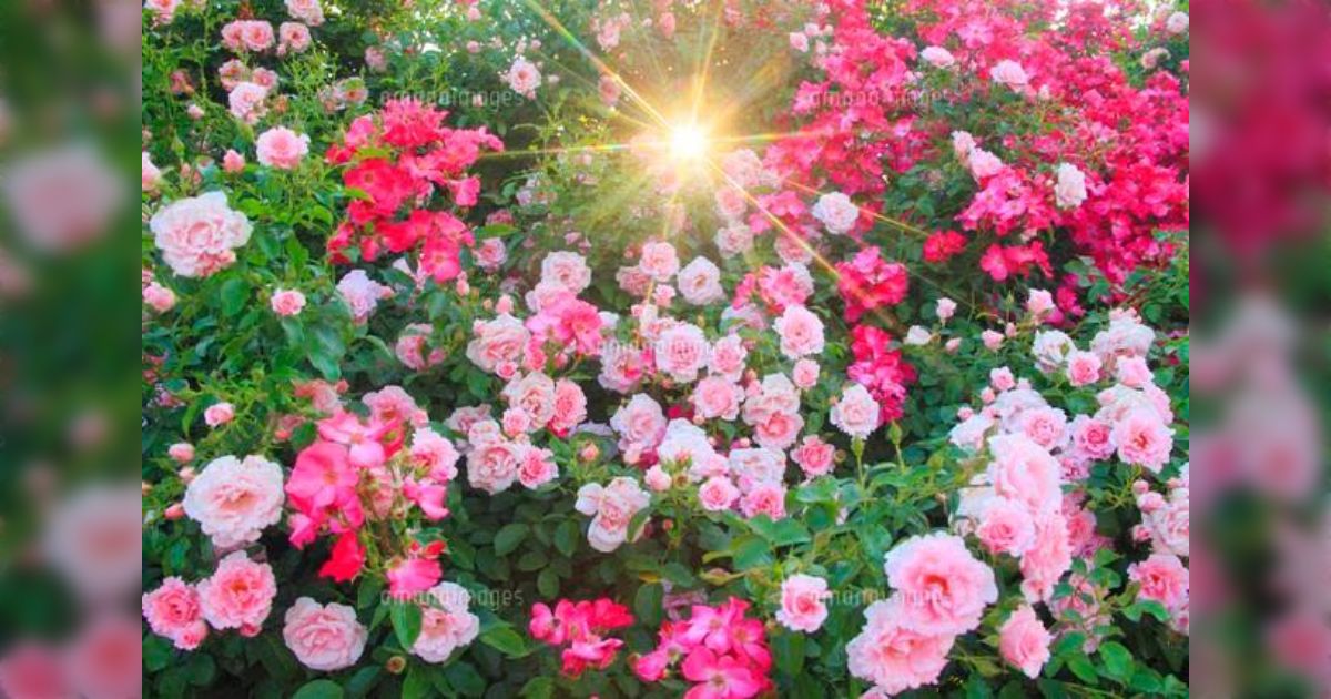 フレイム･オブ･ローズバンク - posfie