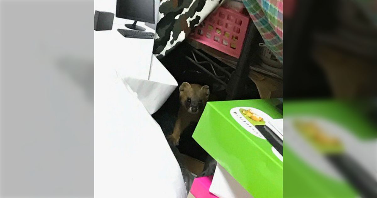 イタチとわたし - posfie