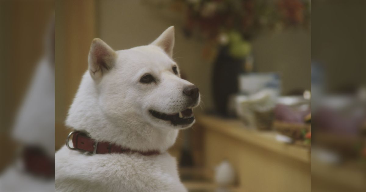 コレこそ革命！？ 浜崎あゆみとソフトバンクの孫社長がツイッターでCM契約？？ - posfie