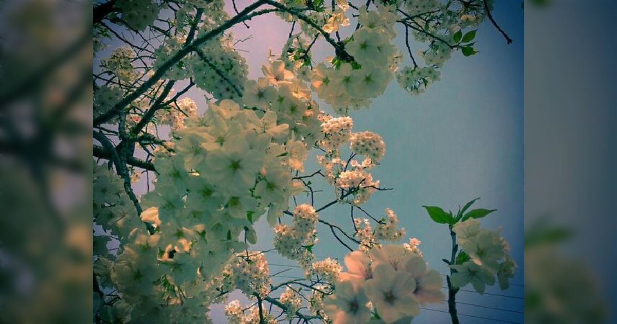 #春の欠落 - posfie