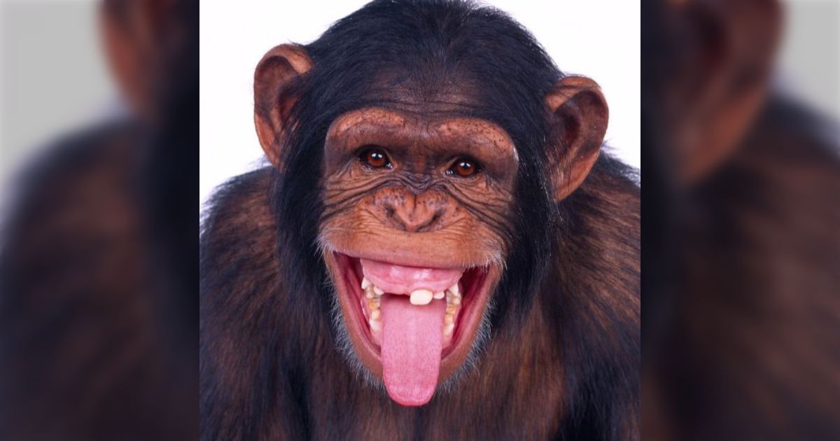 電通大2017年度の5クラが動物園な件について - posfie