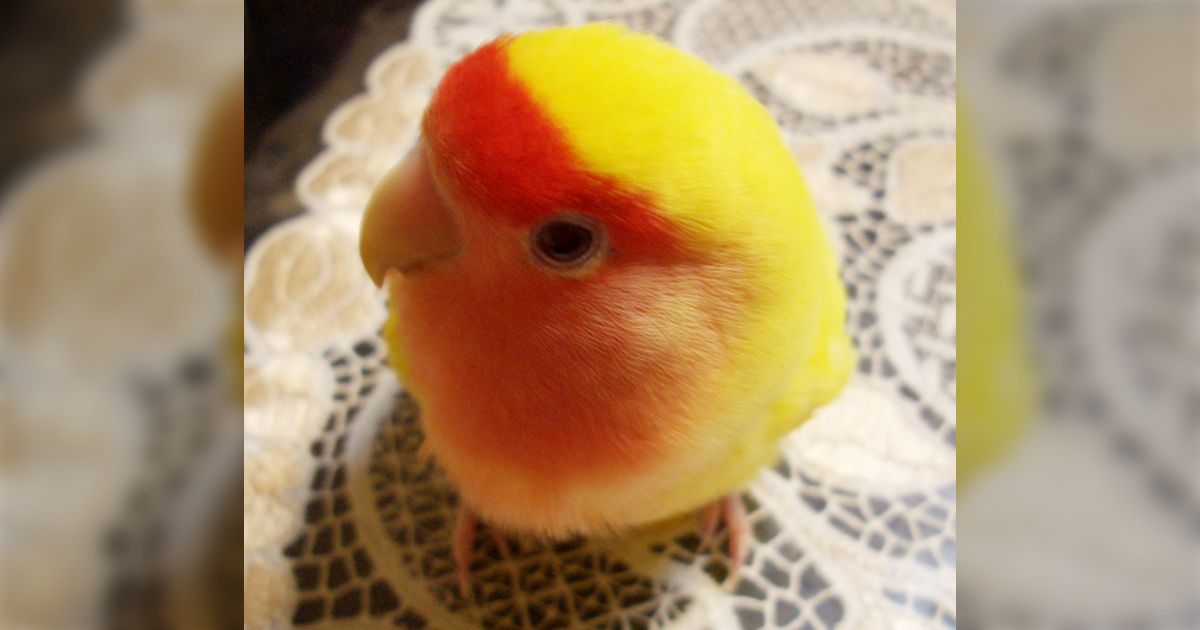 とみぞうさんちのインコの名前を募集しますた - posfie