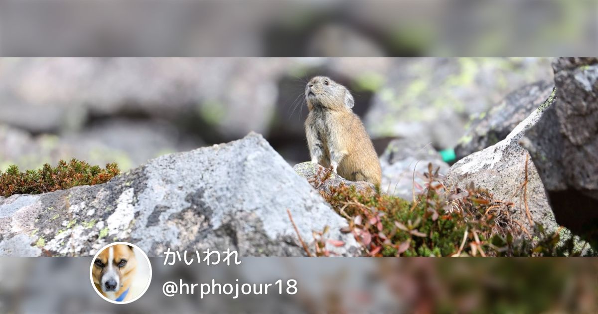 かいわれ(@hrphojour18)のまとめ - posfie