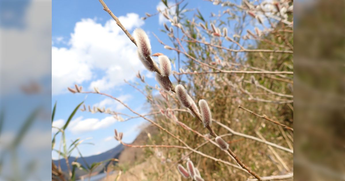 しょくぶつを撮るよ 2023.1～ - posfie