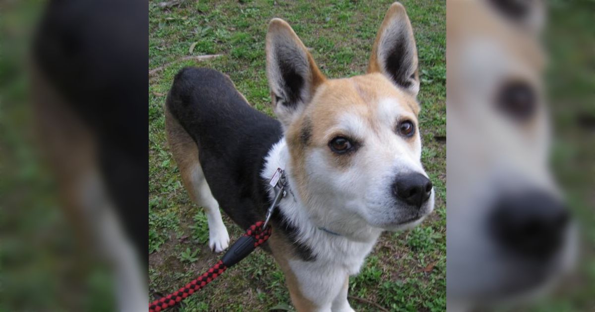 ワンちゃんニャンちゃんもらってください！～福岡県の犬猫情報～里親募集 13/03/30 - posfie