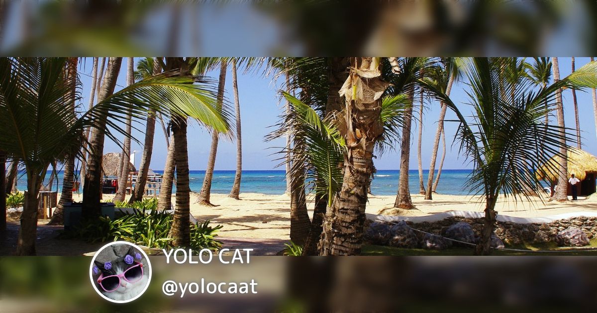 YOLO CAT(@yolocaat)のまとめ - posfie