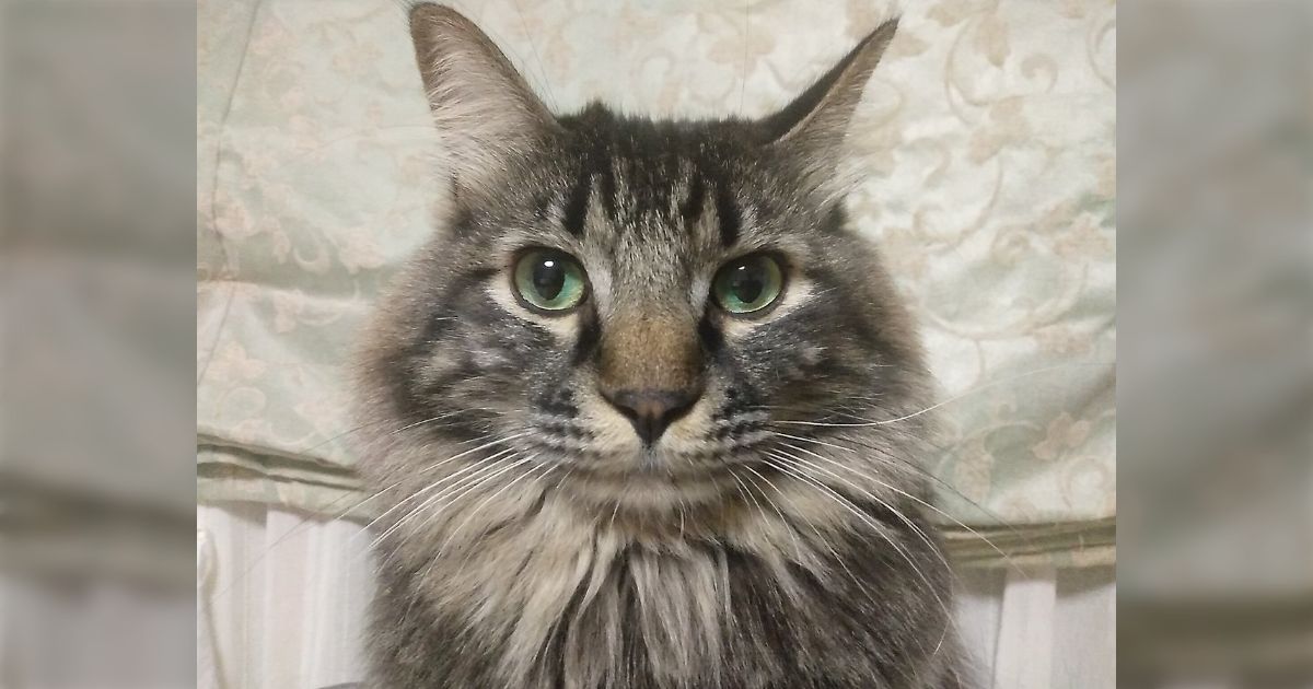 マルーンちゃん集 2023 - posfie