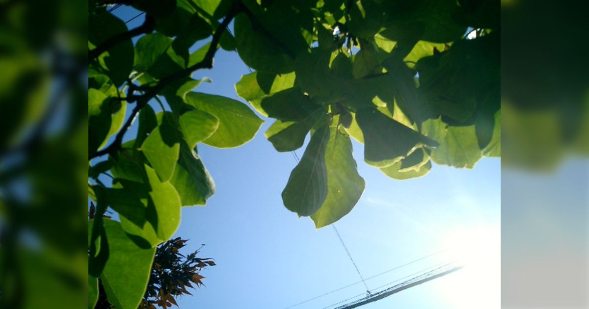 101匹ワンちゃんラジオ札幌支局放送「ラジオ臨時便 そら・1」 - posfie