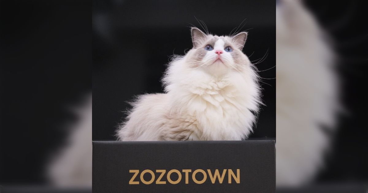 【小ネタ】ZOZOTOWNさん、なりすまし垢からのDM被害の注意喚起をするも文章中に＠偽垢のユーザー名を入れてしまう - posfie