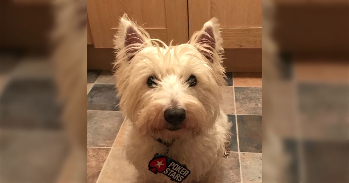 ポーカーNOW！2018-03-15 - posfie