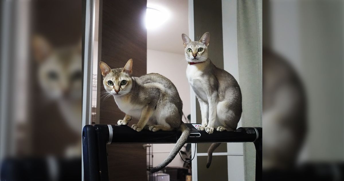 猫まとめ2021 - posfie