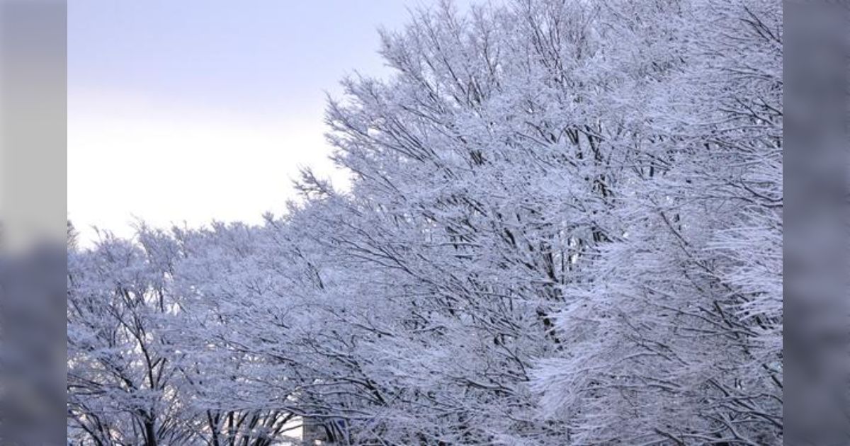 falcon さんの秋田・白鳥観察日誌 - posfie