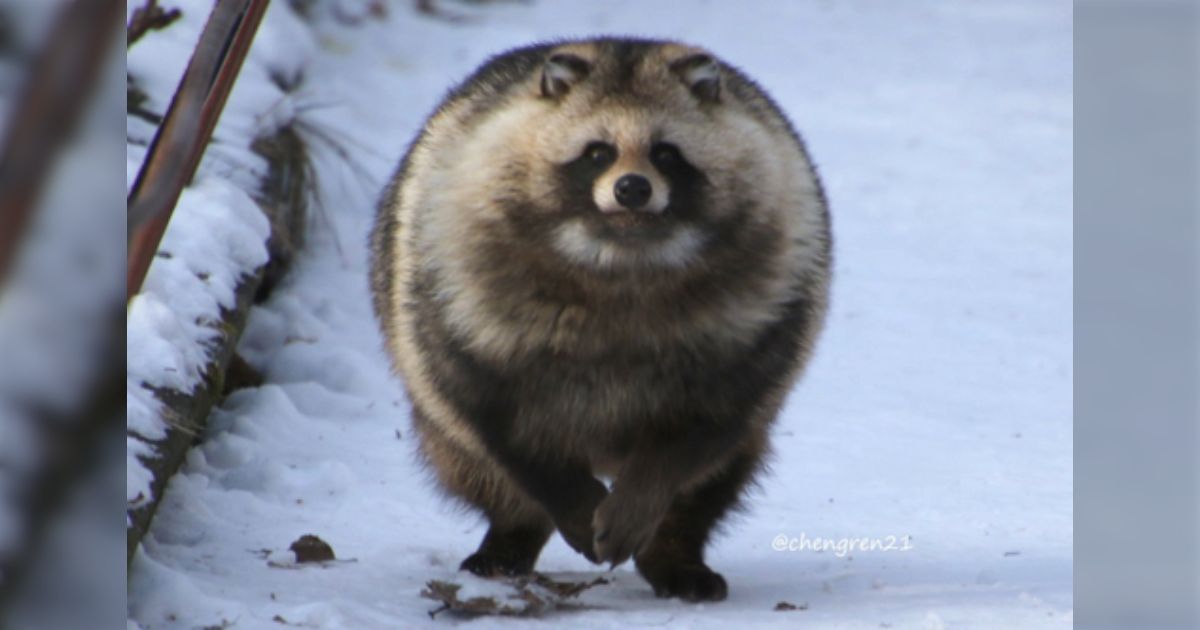 DX3卓「Life on Edge」まとめ - posfie