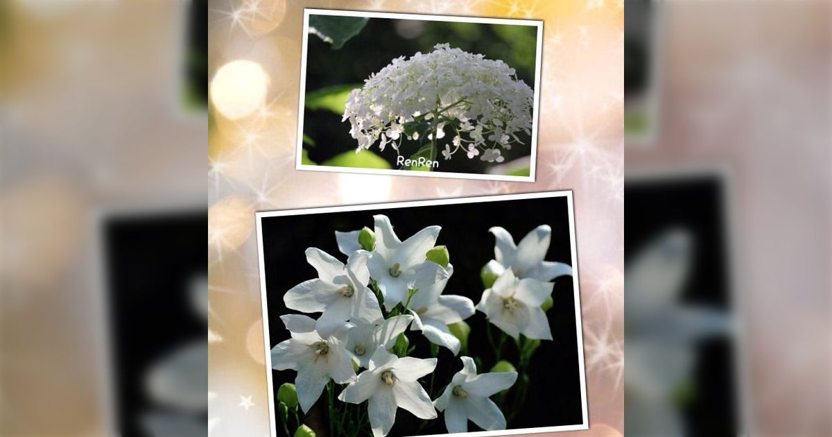 #夏画像貼ってこ をまとめました(^-^) 2014.8.16 - posfie