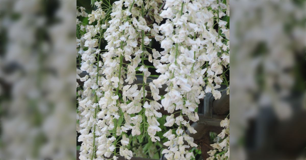 江南・曼荼羅寺公園 2018.4.29 - posfie