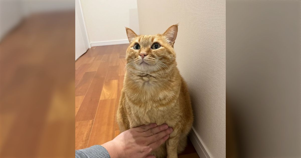 2024/2/21の話題ツイートまとめ - posfie