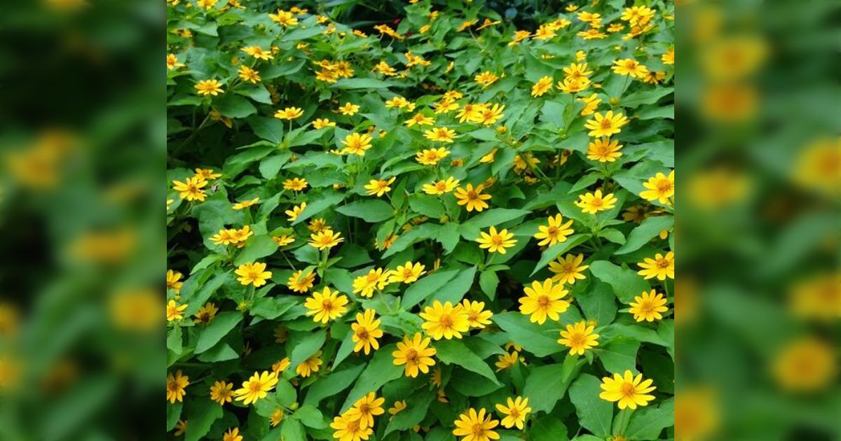 NORN9 10/25 - posfie