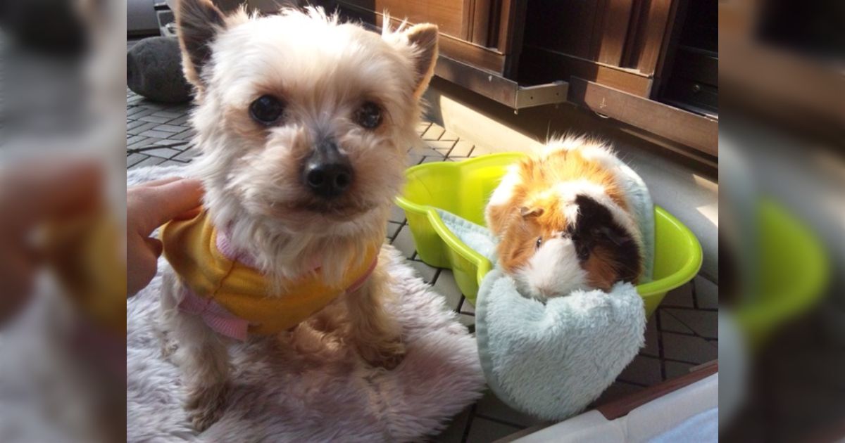 うさもる【1週間ツイート】4.3 - posfie