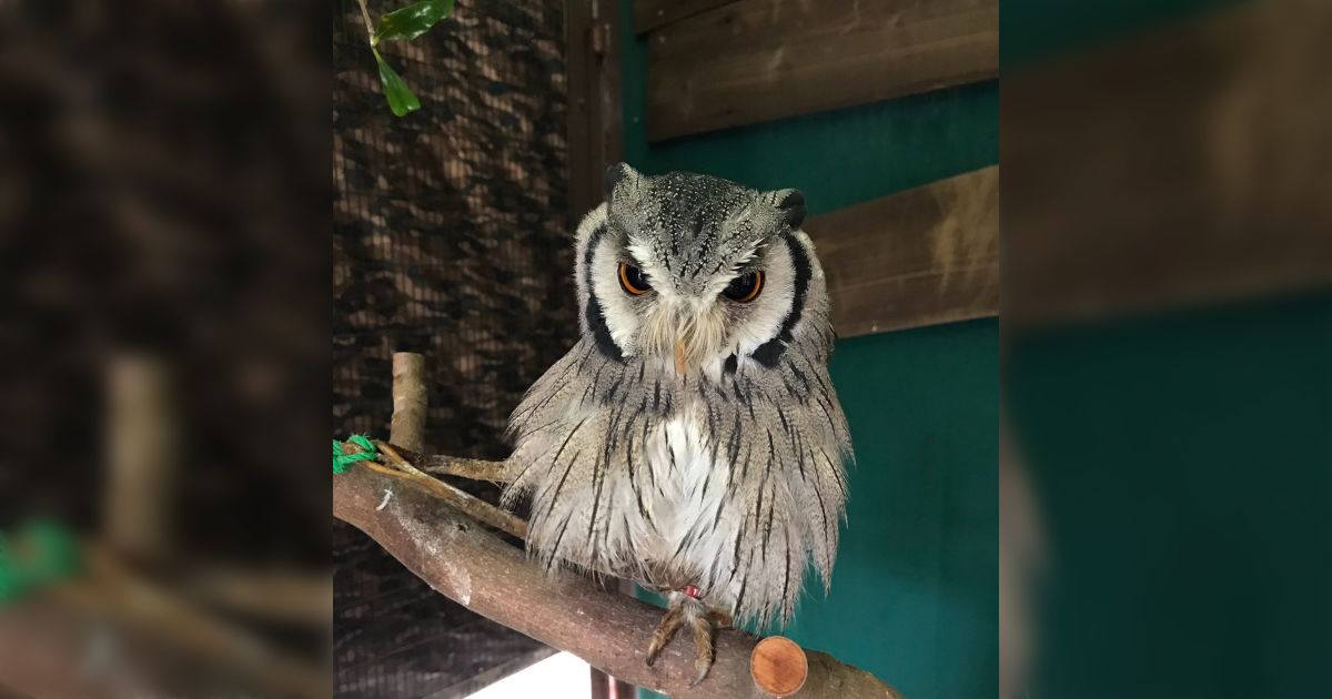 かわゆ 3 - posfie