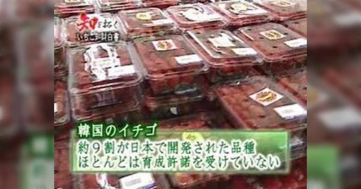 カーリング女子チーム「ロコ・ソラーレ北見」ことLS北見のメンバーの平昌五輪後の会見の見出しに「韓国のイチゴ、びっくりするぐらいおいしくてお気に入りでした」と見出しをつけ物議に - posfie