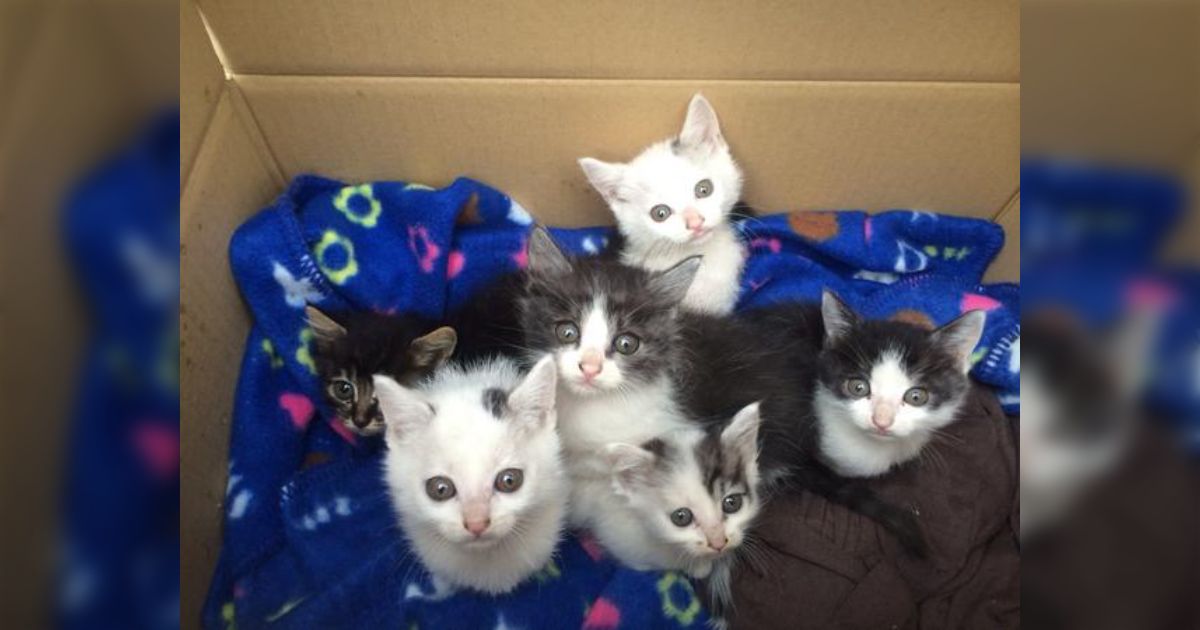 ask?-vip 14/10/15 2339 - posfie