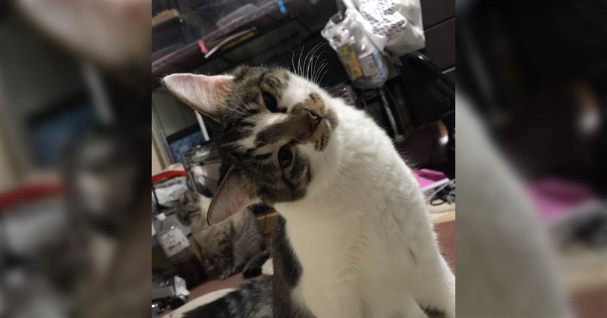 消火器を噴射した家の猫がTVデビューしました‼︎【猫画像山盛り】 - posfie