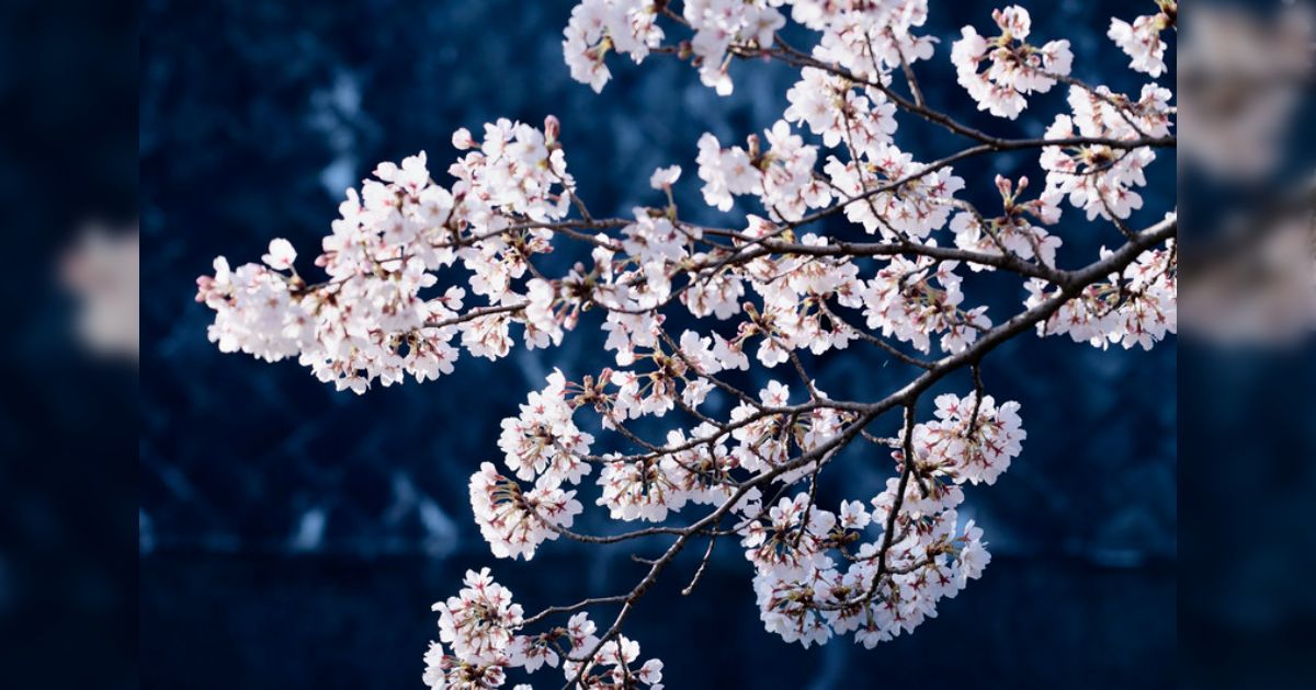 妖夢と魔理沙 - posfie