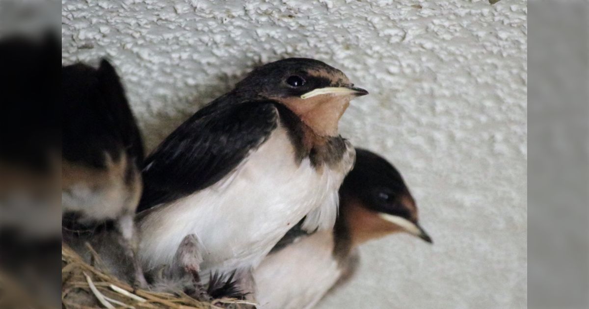 今年のツバメ（2022） - posfie