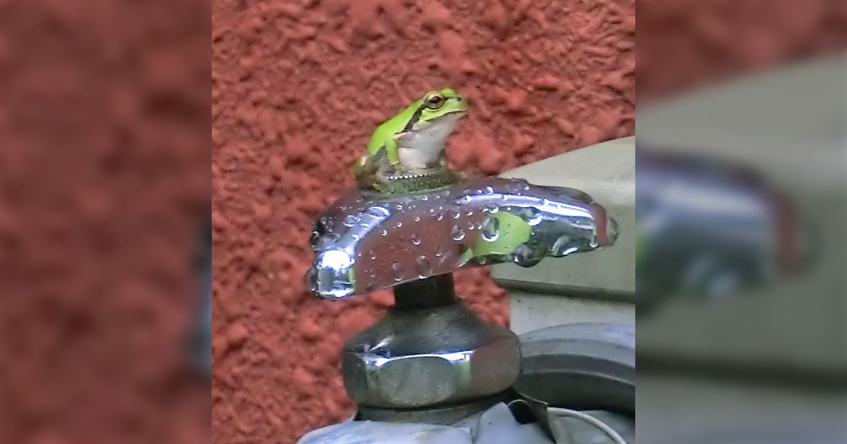 2023 Japanese Tree Frog - posfie