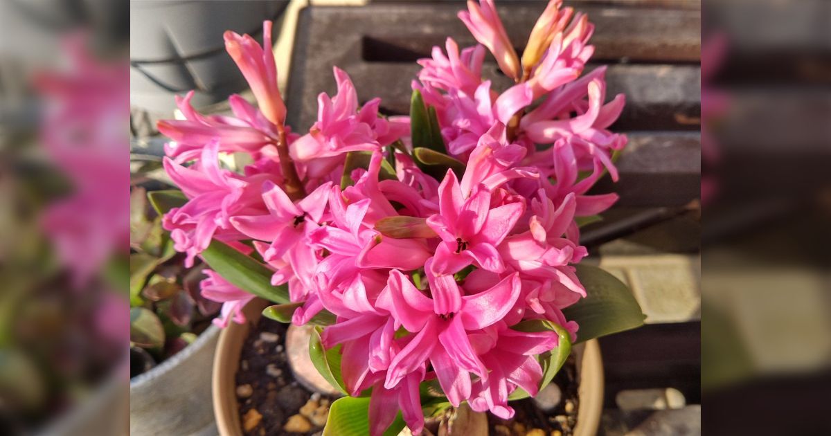 球根植物(2024) - posfie