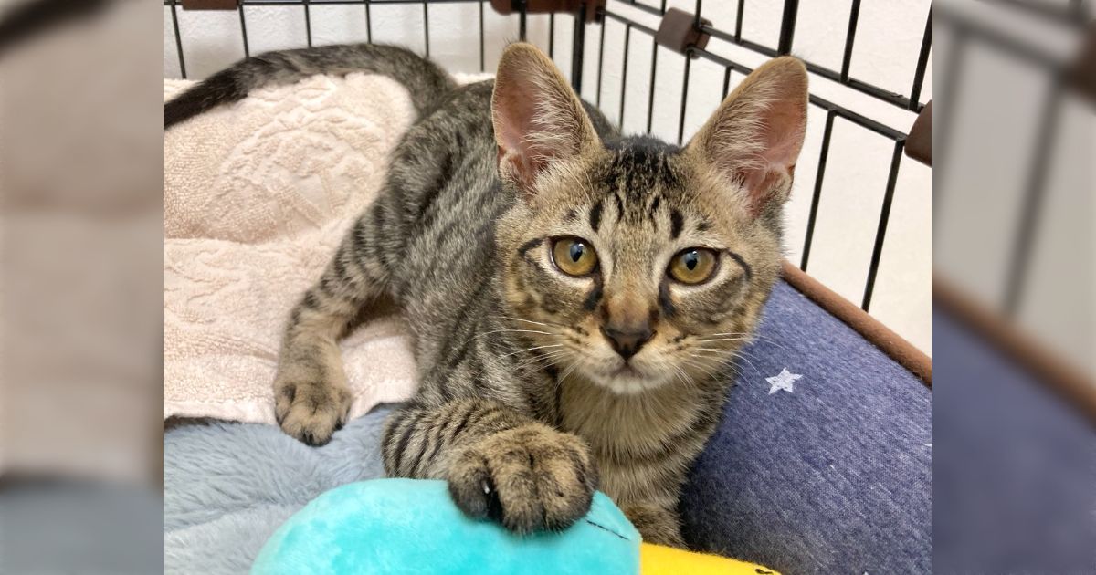 うちのねこまとめ '23 - posfie