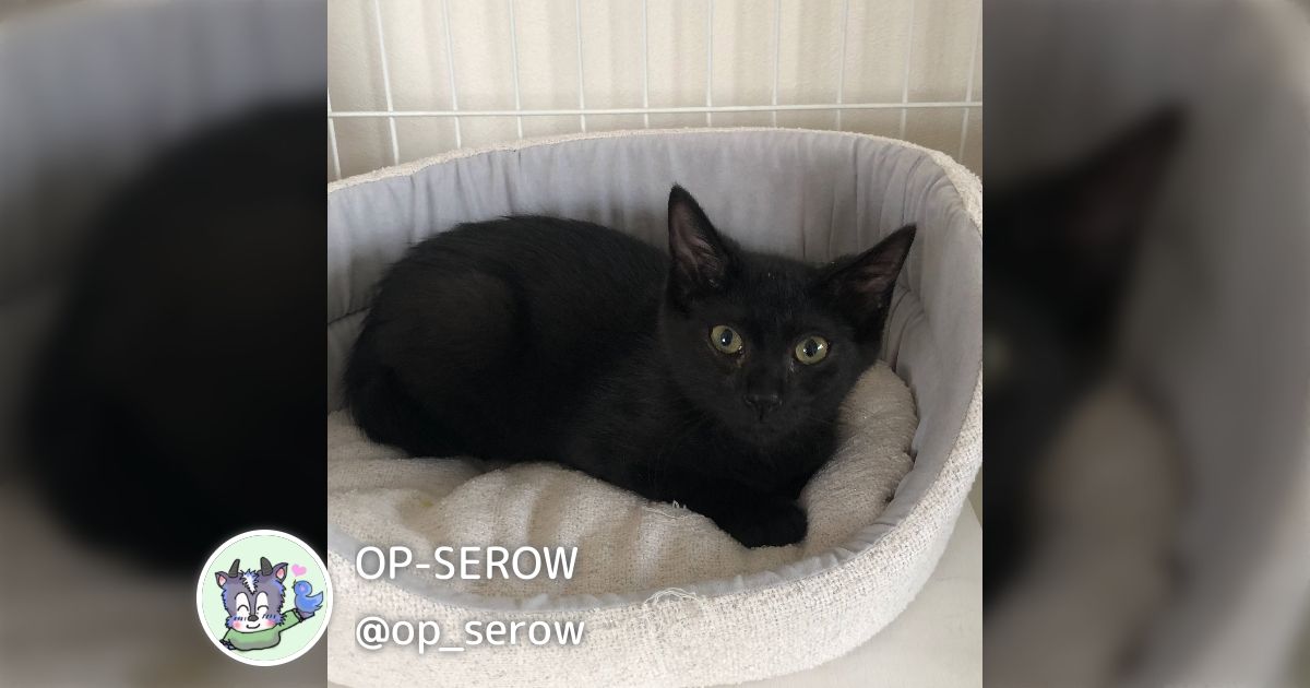 OP-SEROW(@op_serow)のまとめ - posfie
