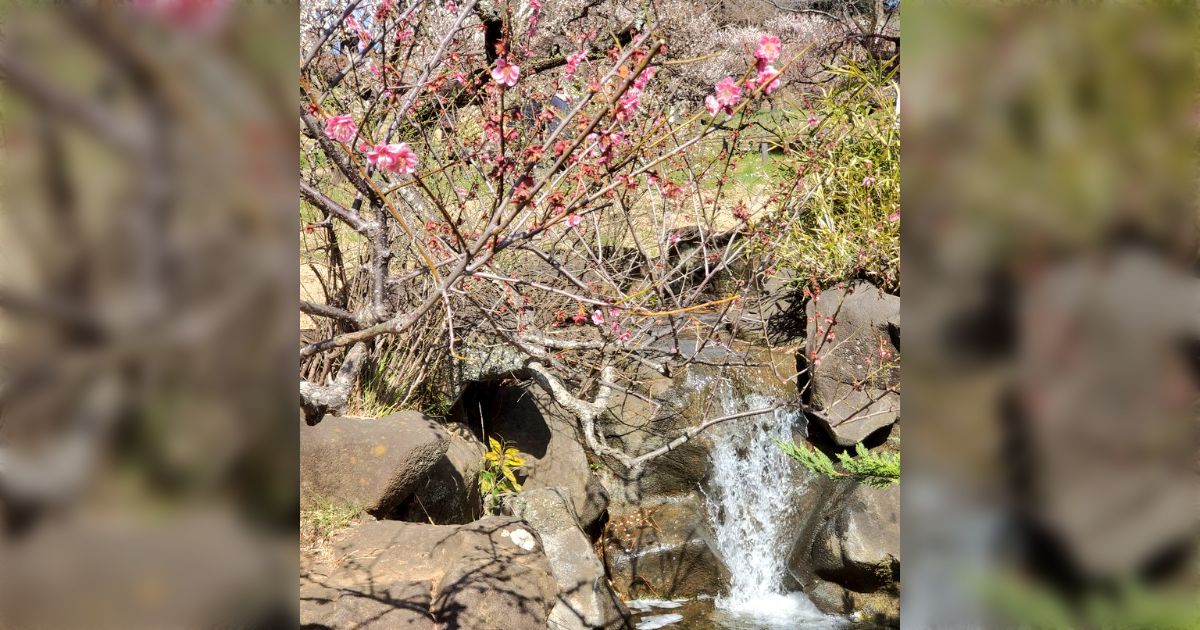 観梅＠大倉山公園2025 - posfie