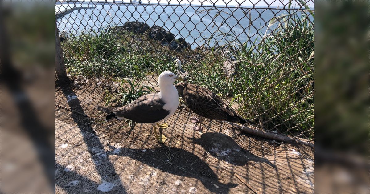 #ちゃらぽこTwitter散歩会[SEASON2] 第41回「かげ」 - posfie