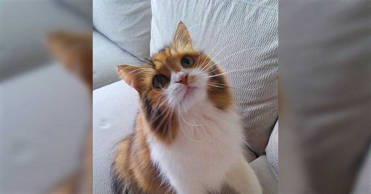 みわたん2017 - posfie