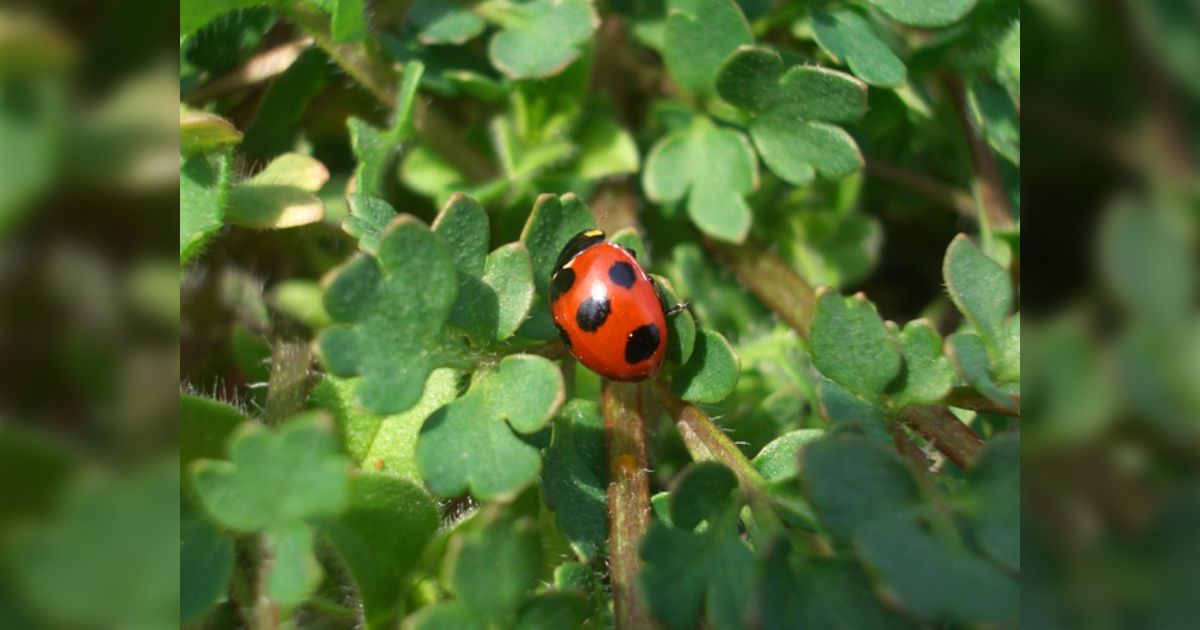 みちばた美術館2011 - posfie