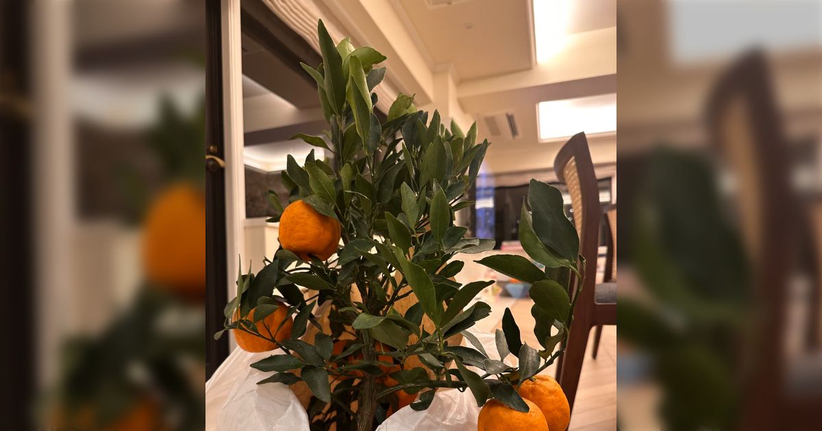 元鈴木さんのポンカン風呂のポスト、ポンカンアイコンから「言い返せないからって俺への当てつけだ！！」と因縁をつけられてしまう - posfie