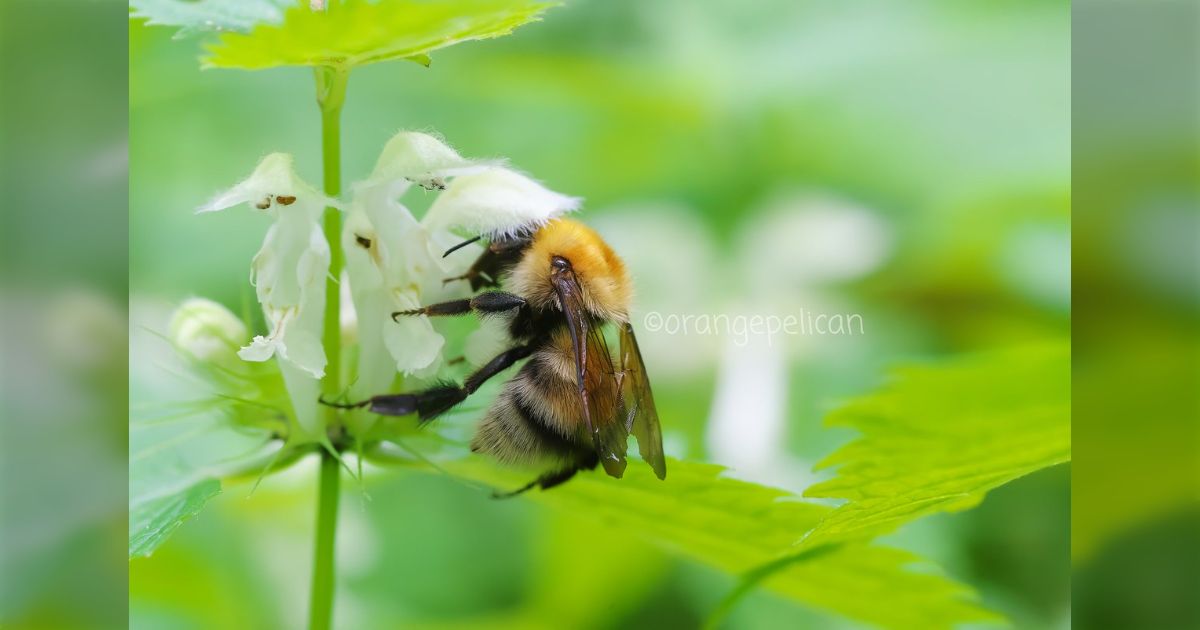 ハナバチ Bees 2025 Jul. - posfie