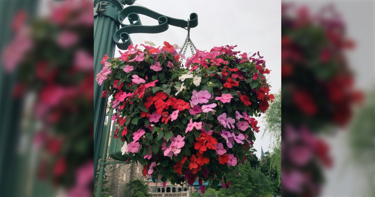 SMAPファンクラブ会報内容が、会員よりも先にニュースメディアによって公開された件 - posfie